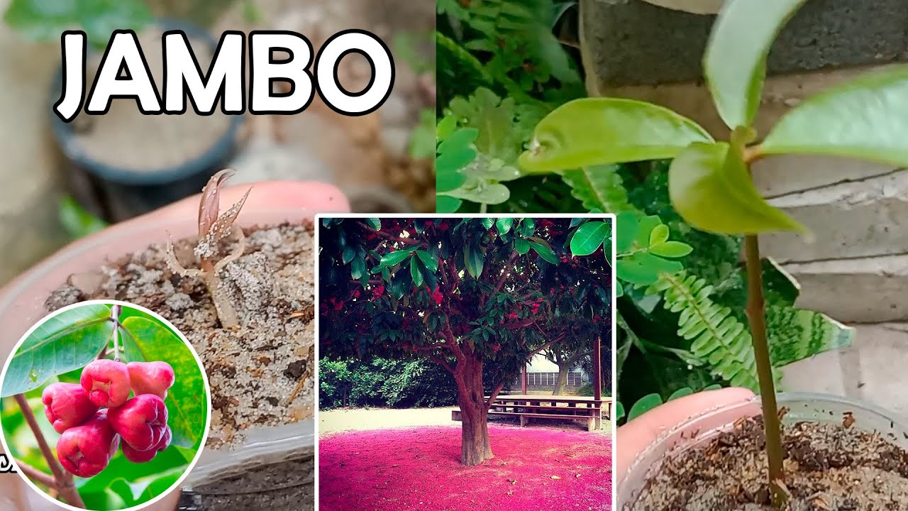 COMO PLANTAR JAMBO ATRAVÉS DA SEMENTE - YouTube