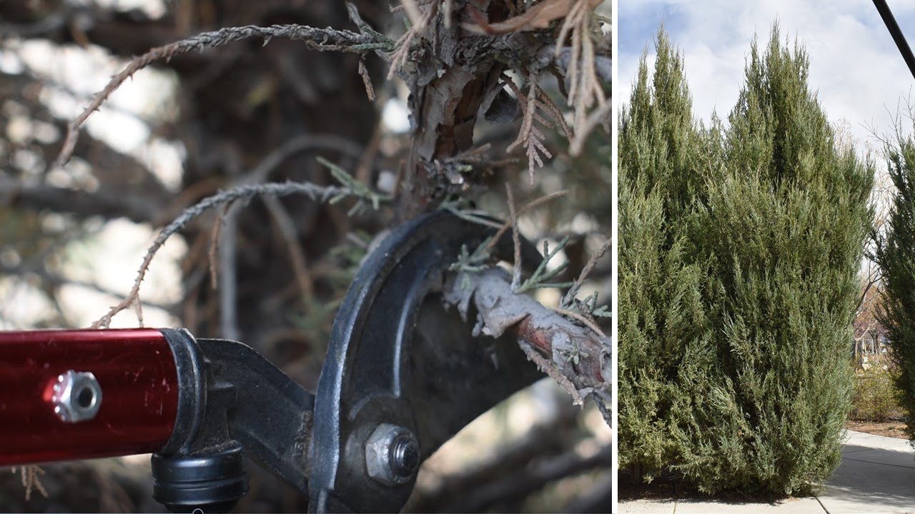 Pruning Evergreen Trees - Spring Cleanup - YouTube