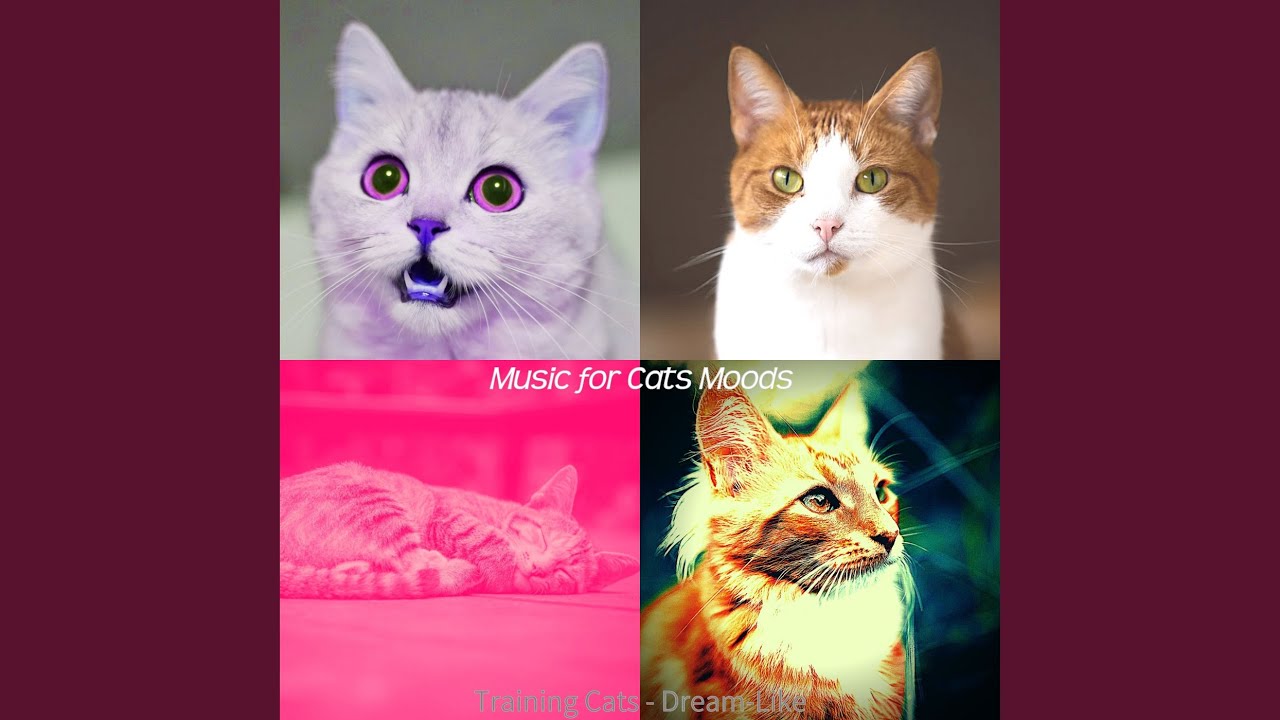 Training Cats - Ambience - YouTube