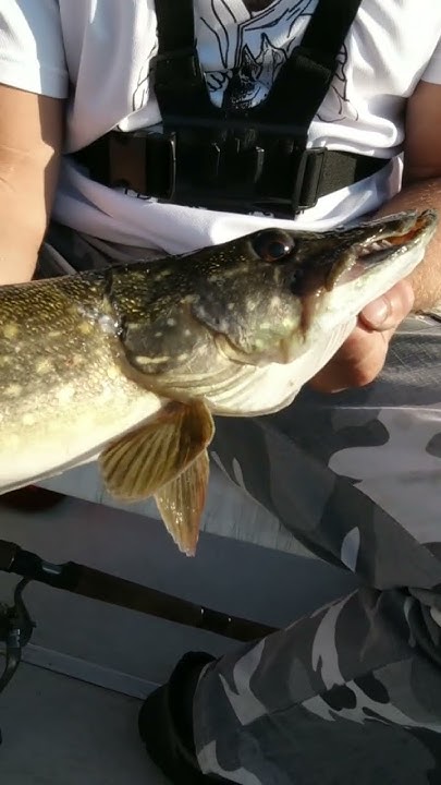 Глаз щуки в сентябре #щука #трофей #рыбалка #спиннинг #хантер # ...