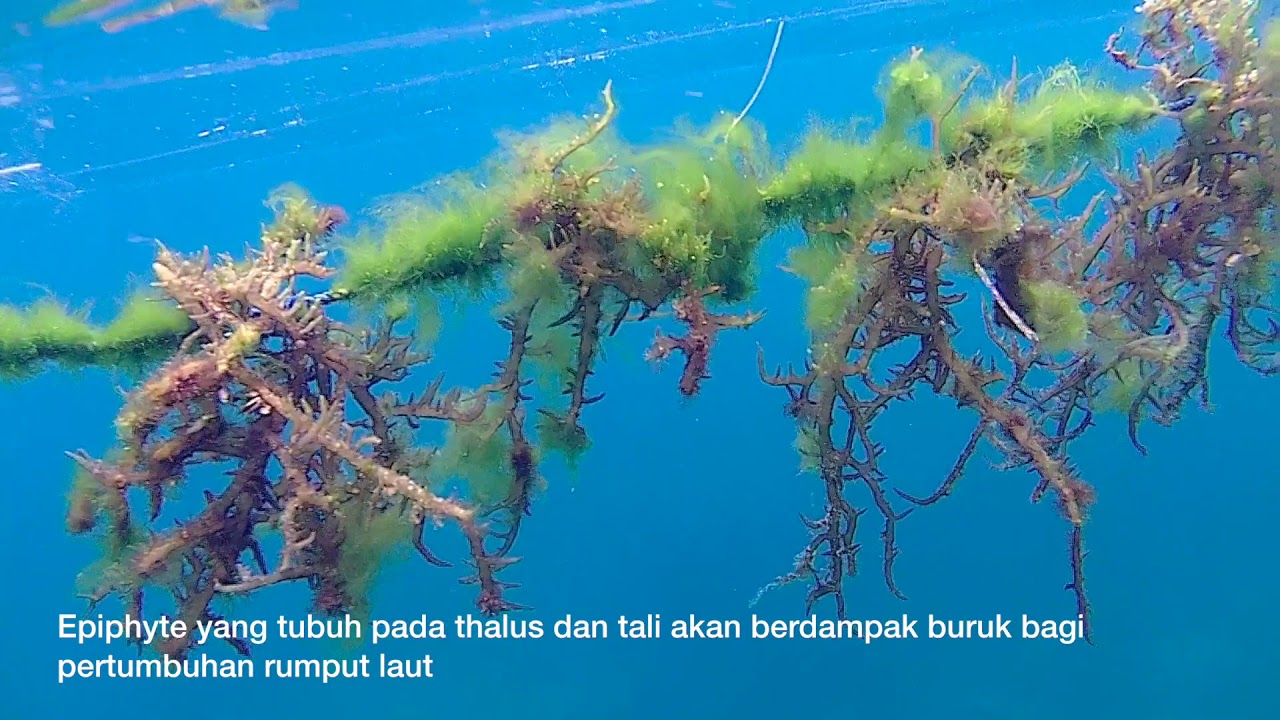 Budidaya Rumput Laut - YouTube