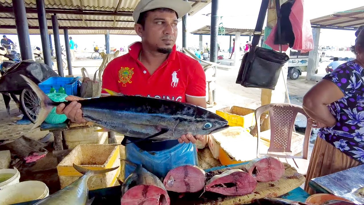 Today's Fish Prices Negombo Fish Market - YouTube
