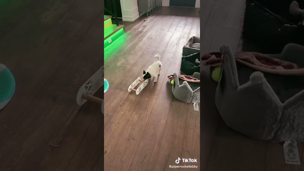 Piper Rockelle TikTok with Frank 💞 - YouTube