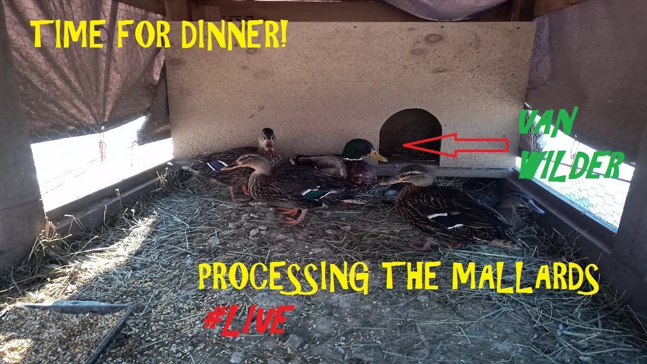 Processing the Mallards Today! Homestead #Lifestream The Whole Fam is ...