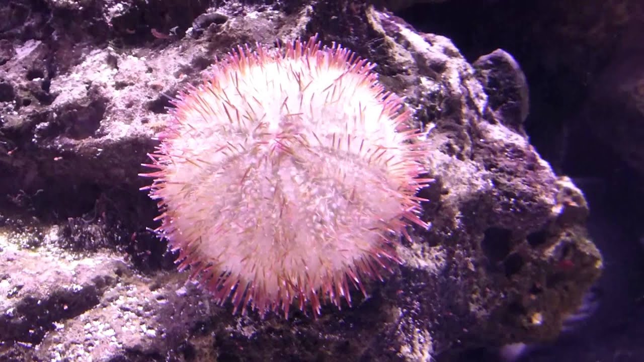 #2981, Un erizo de mar [Raw], Animales acuaticos - YouTube
