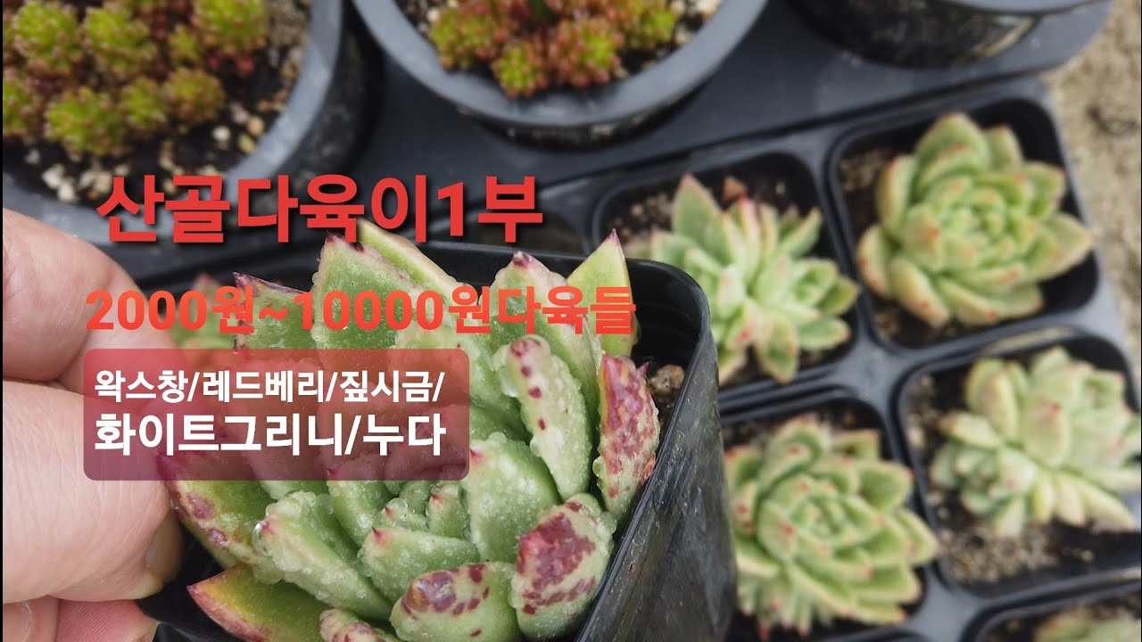 산골다육이1부 2000원~10000원다육이들왁스창레드베리짚시금누다화이트그리니 산골다육이 저렴한다육이 왁스창 레드베리 화이트그리니 다육이택배 방울복랑