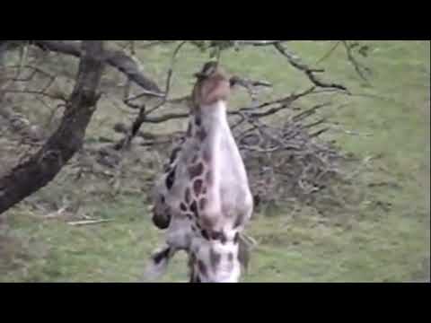 Scenery From The Hotel 2001 8 Giraffe 4