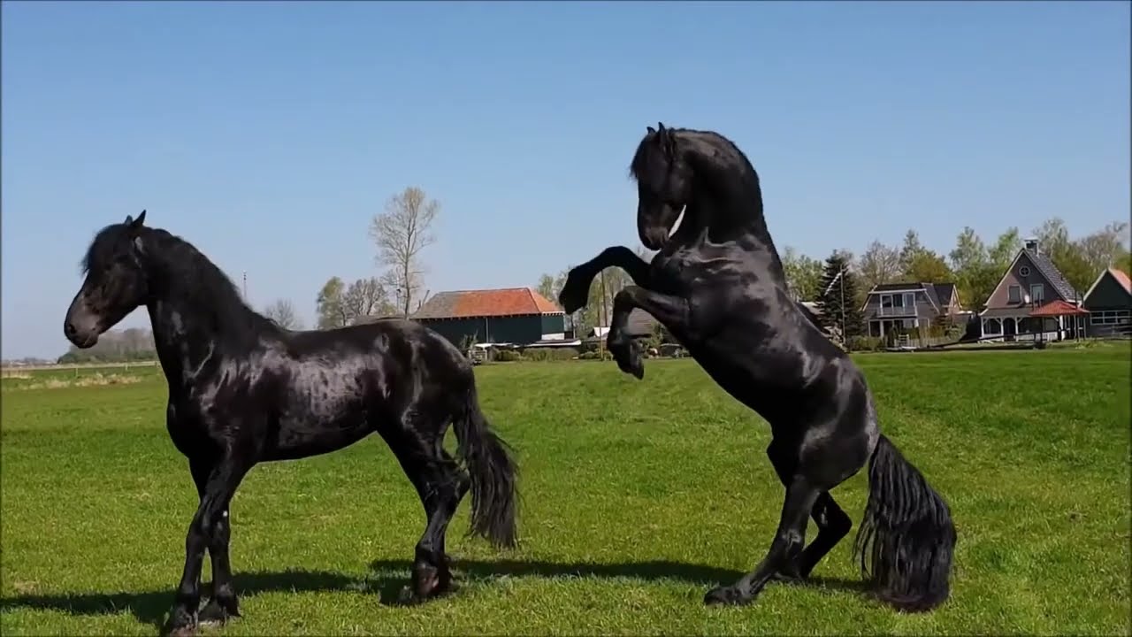 Beautiful Friesian Horse Playing Moments - YouTube