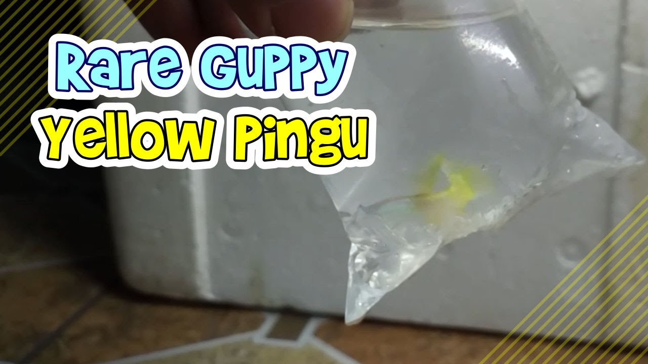 Rare Guppy Yellow Pingu, Unboxing - YouTube