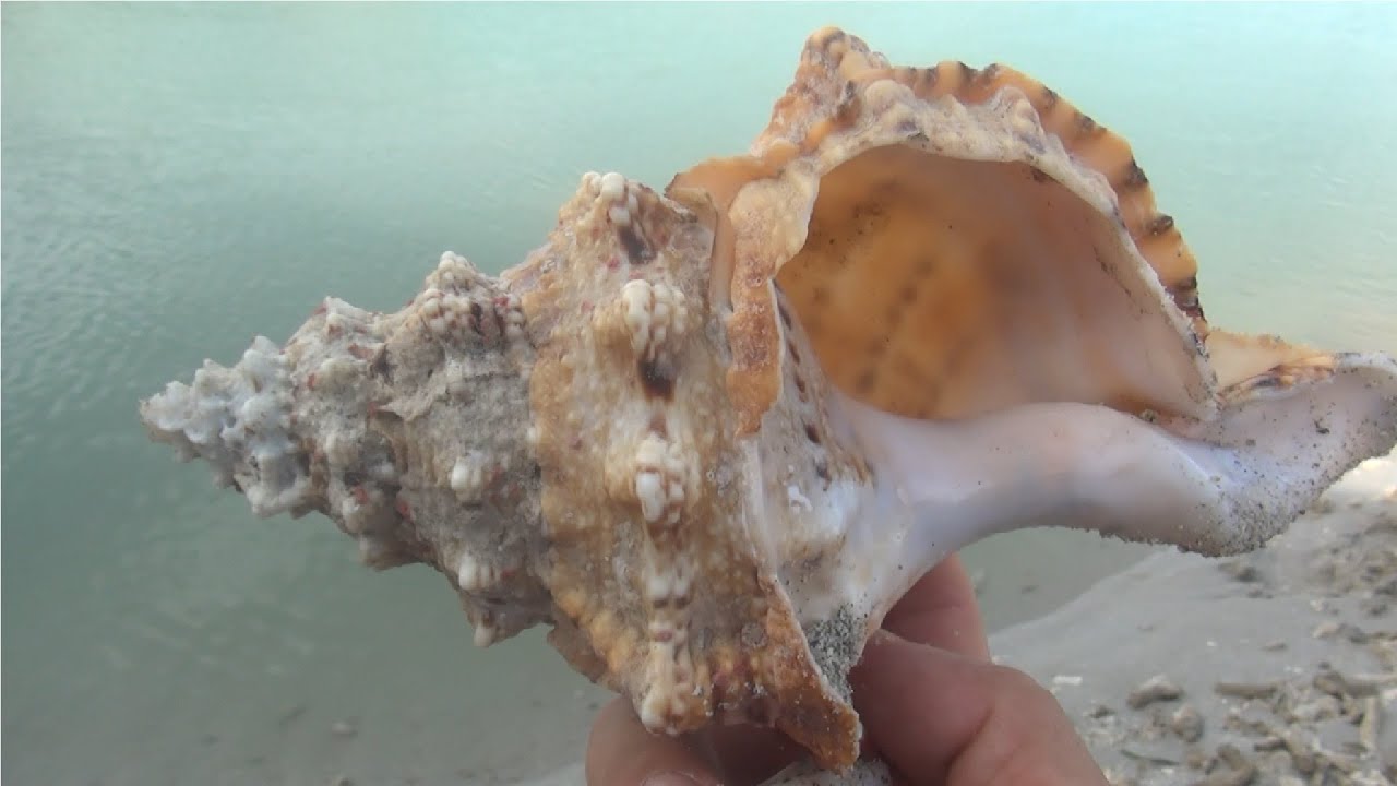 Walking on the beach for the first time discovered a giant trumpet ...