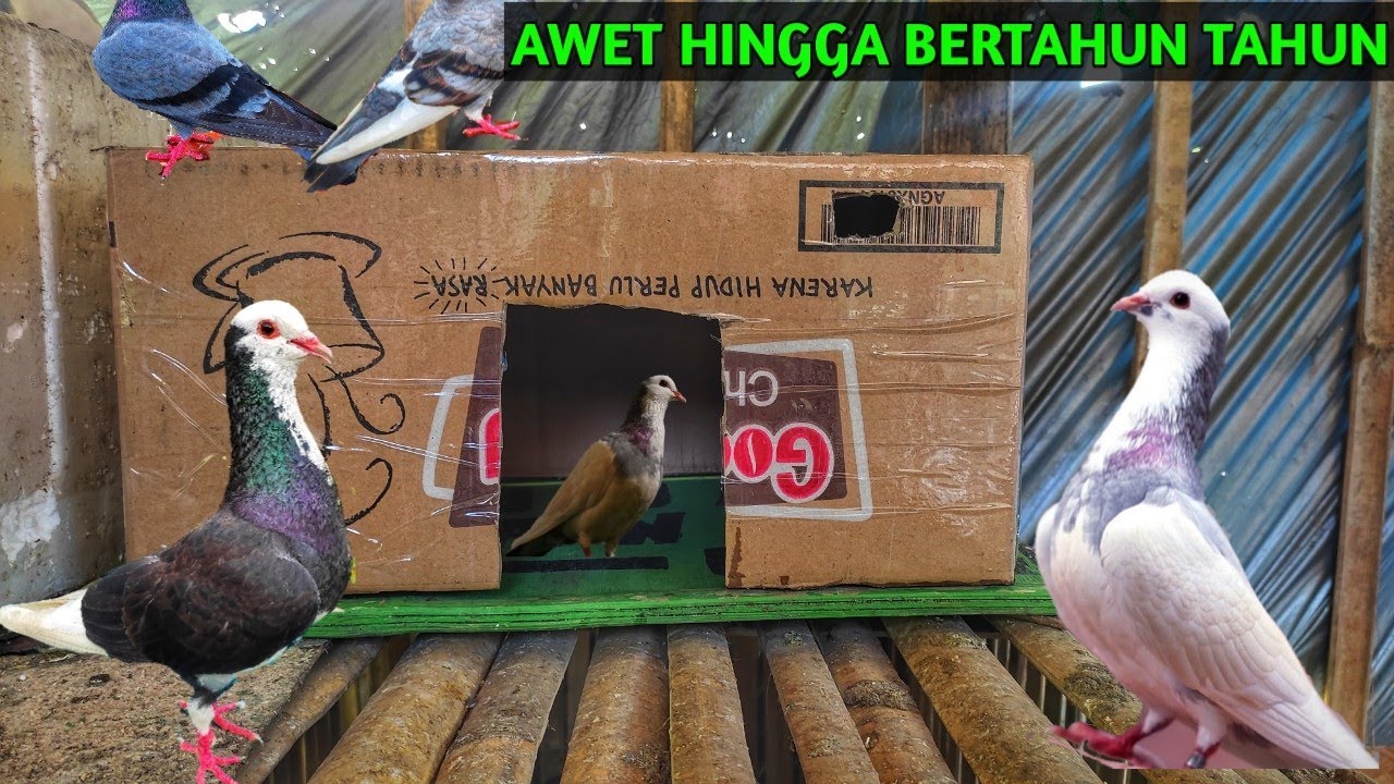 CARA MEMBUAT PAGUPON MERPATI DARI KARDUS || AWET KUAT DAN TAHAN LAMA ...