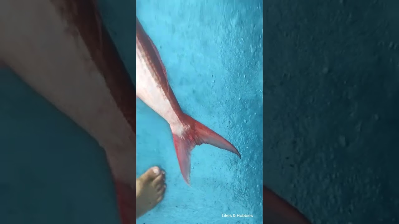 Etelis Carbunculus ||Ruby Snapper Fish || cinta dari Pulau Manado Tua ...