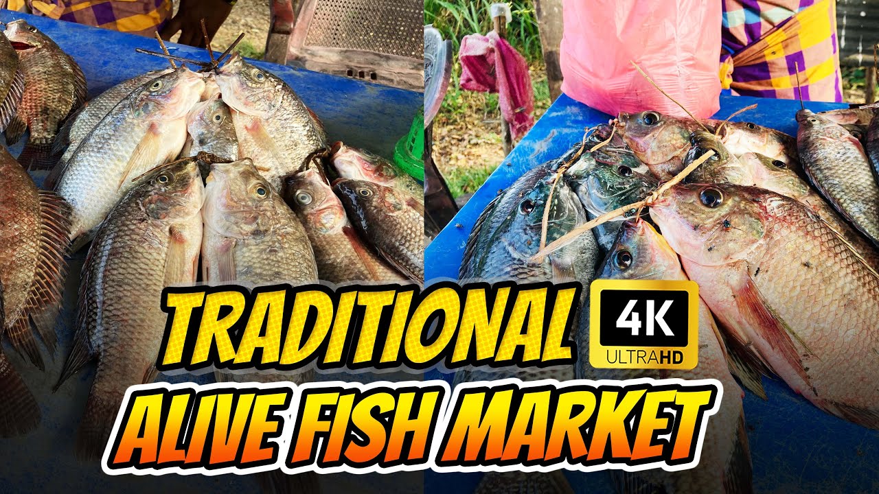 Big ALIVE Korali Fish Cutting in Sri Lanka | A Skillful Display of ...