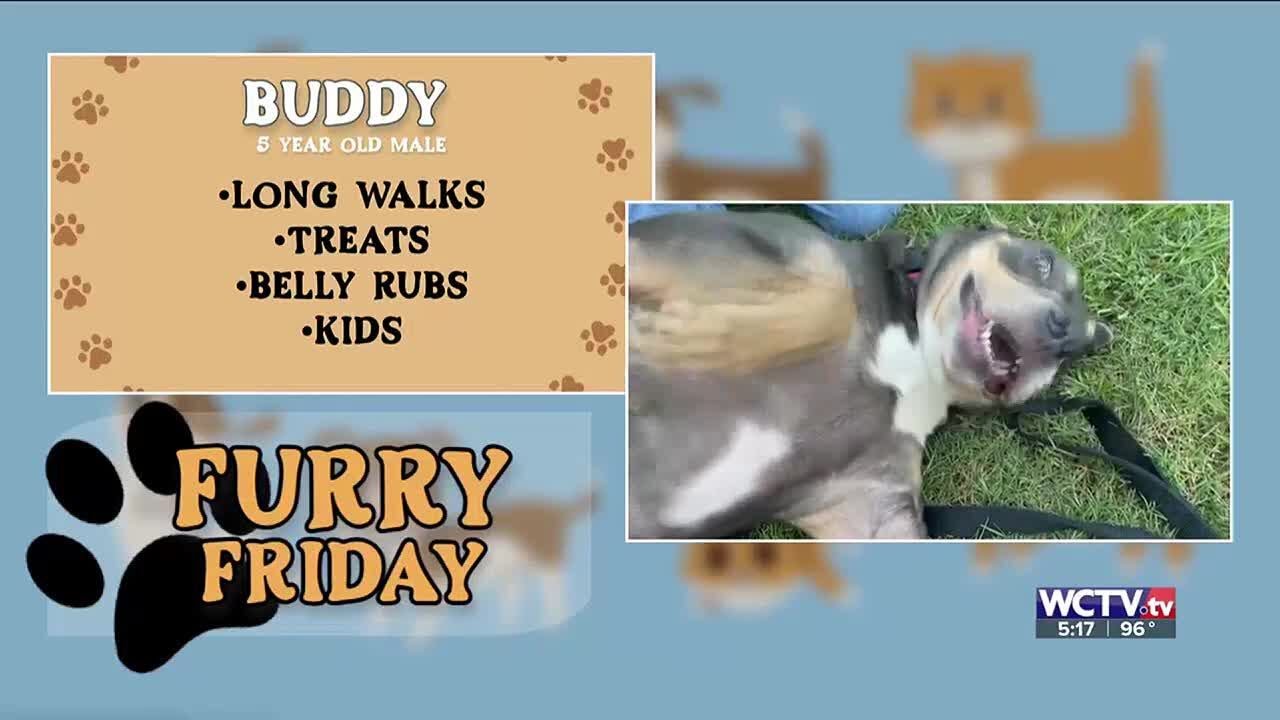 Furry Friday Meet Buddy - YouTube
