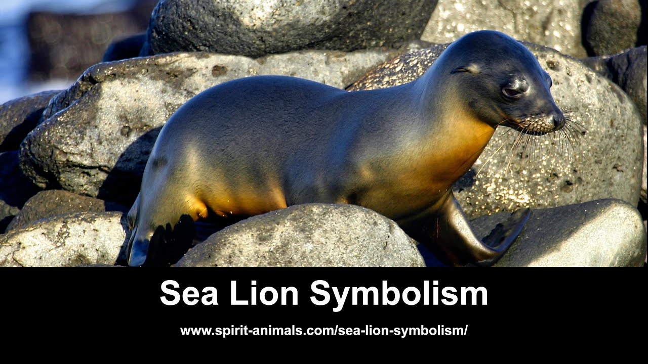 Sea Lion Symbolism - YouTube