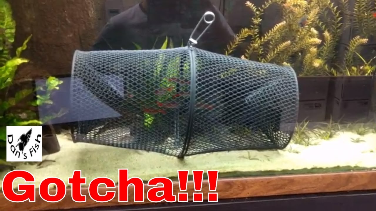 How To Catch Ninja Fish - YouTube