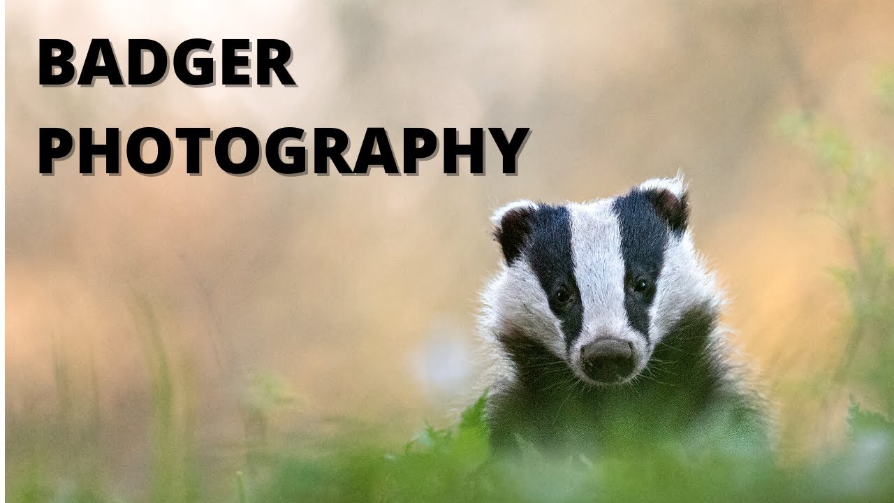 What a PERFECT night! || Badger Photography || Nikon Z6 - YouTube