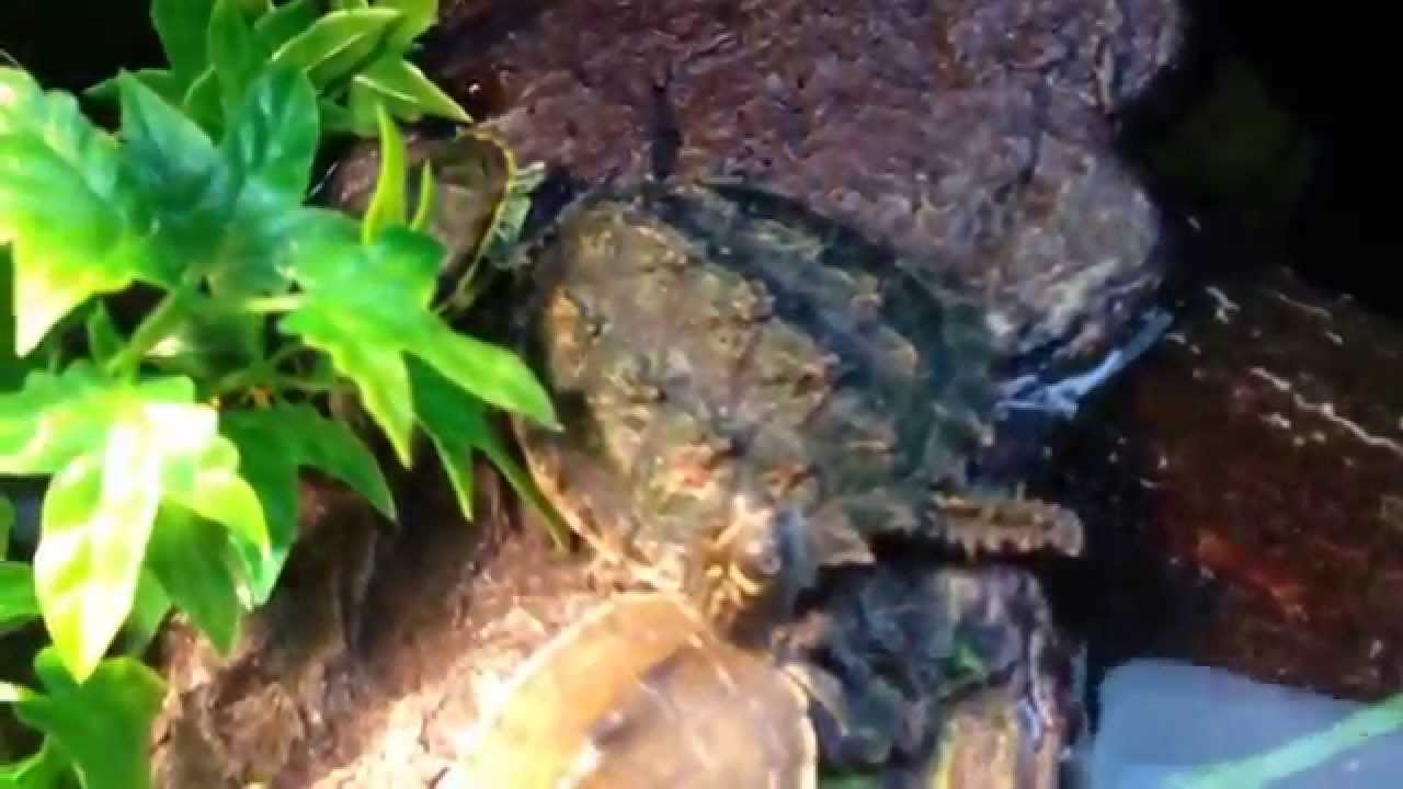 Baby snapping turtle aquarium - YouTube