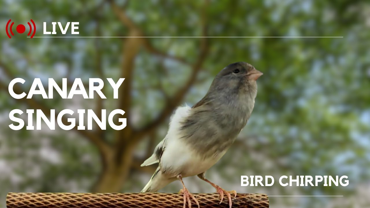 Canary Singing || Canary Chirping to Seduce All the Canaries to Sing ...