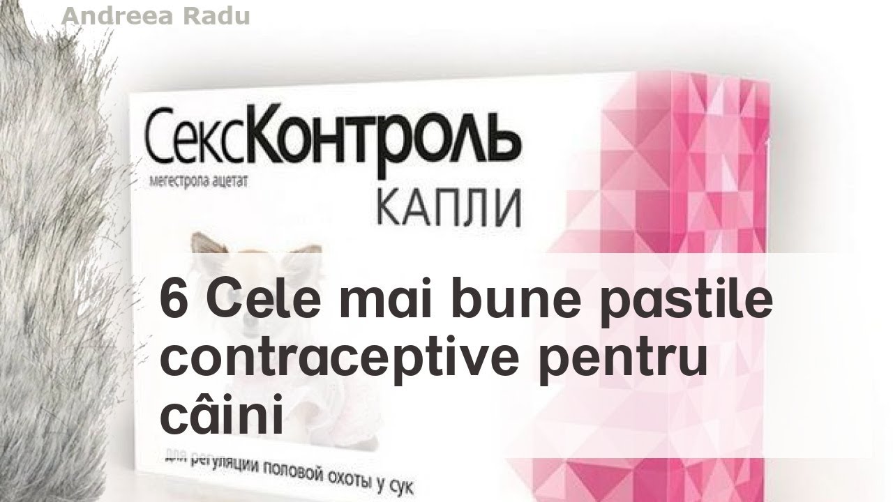6 medicamente contraceptive pentru câini: împușcături, pastile și ...