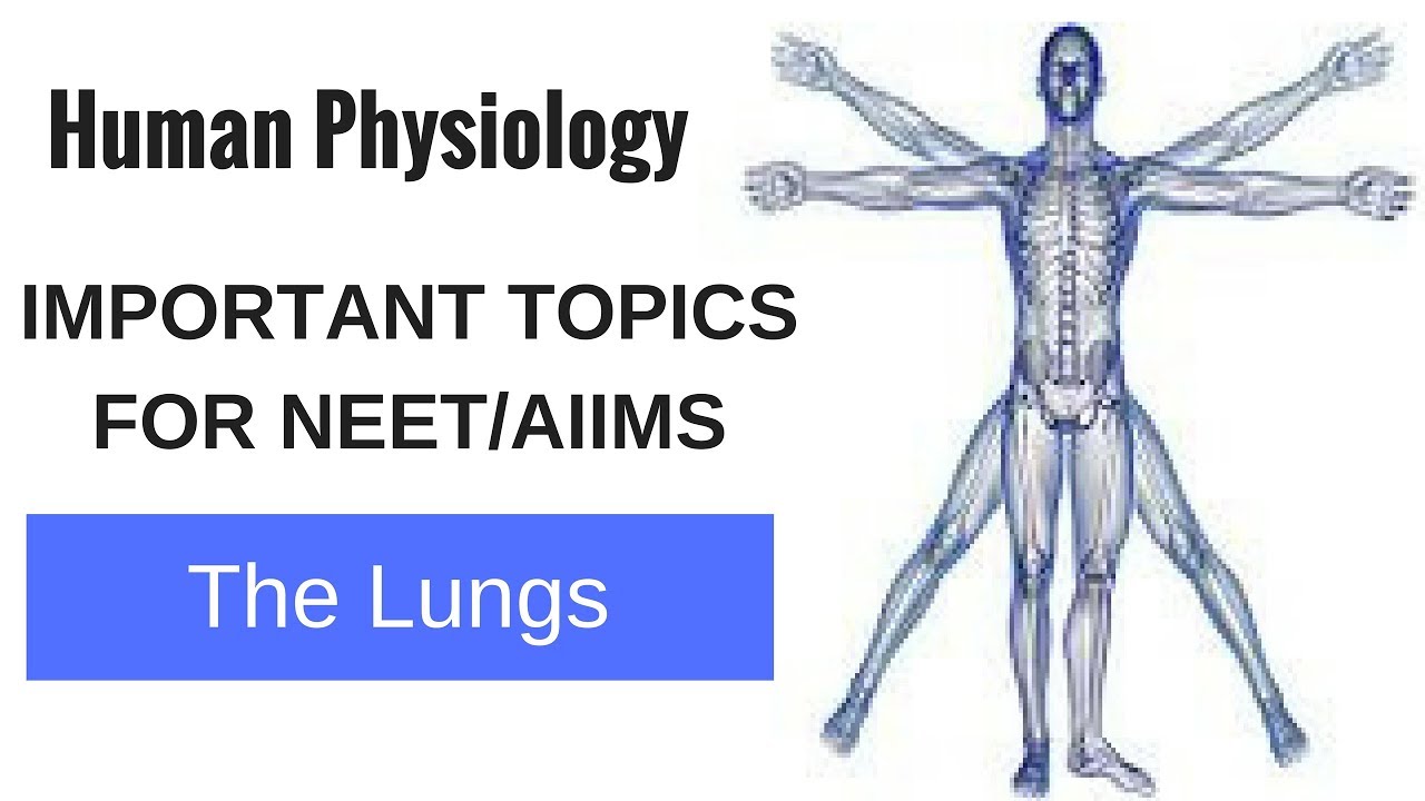 Important Topics of Human Physiology for NEET/AIIMS - The Lungs - YouTube
