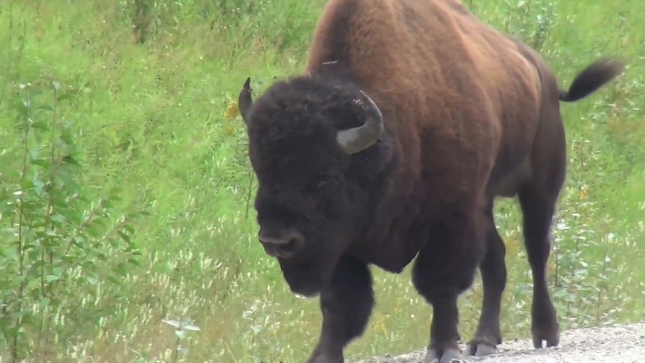 Buffalo - YouTube
