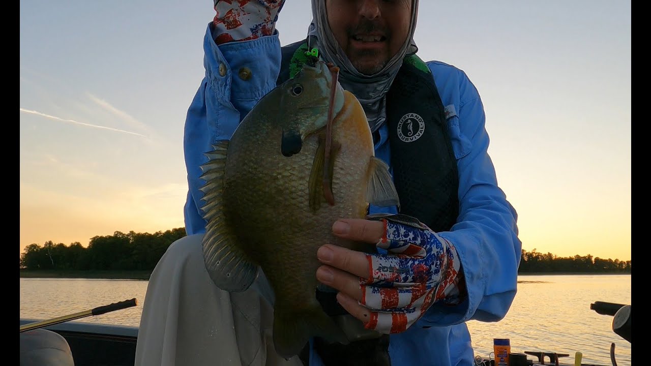 JUMBO BLUEGILL - YouTube
