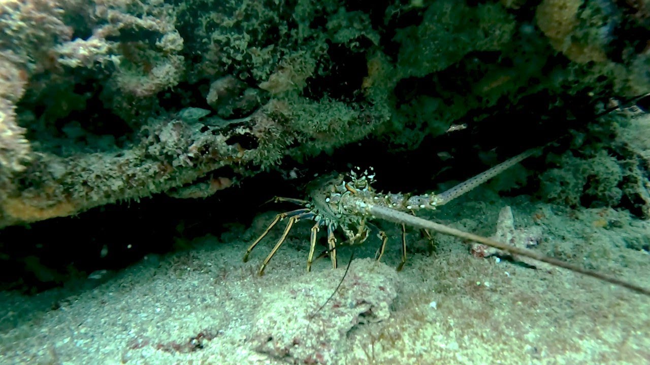 Lobster Diving off Pompano Beach Florida - YouTube