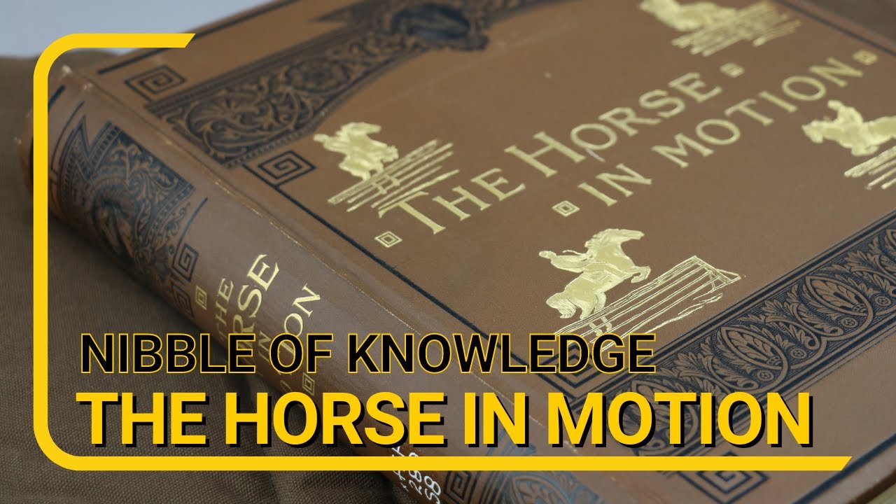 Nibble of Knowledge: The Horse in Motion - YouTube