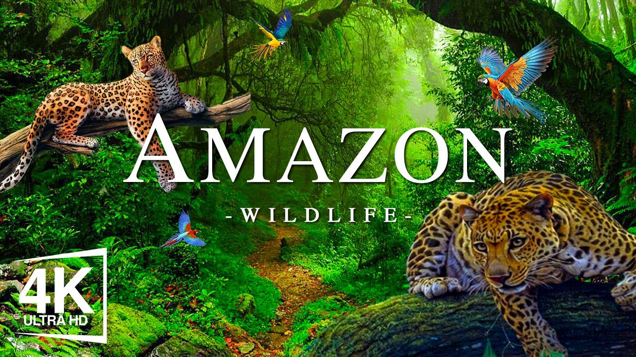 Amazon 4k - The World’s Largest Tropical Rainforest | Jungle Sounds ...
