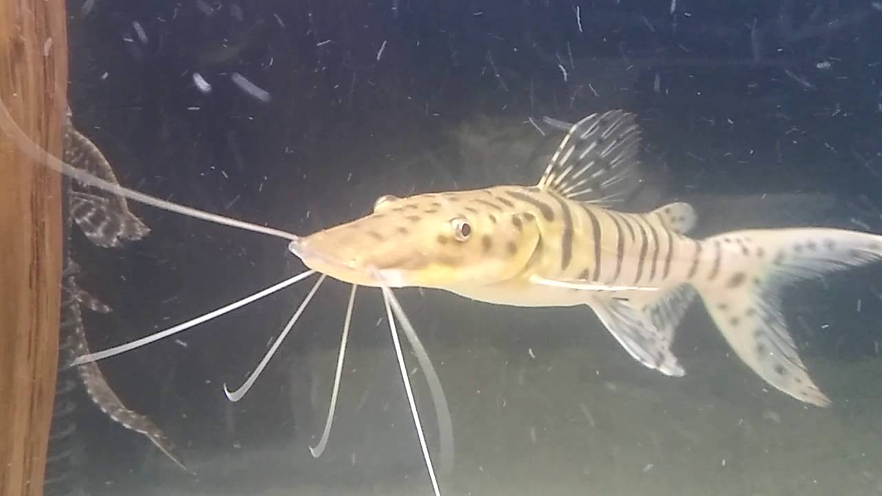 Tiger shovel nose catfish - YouTube