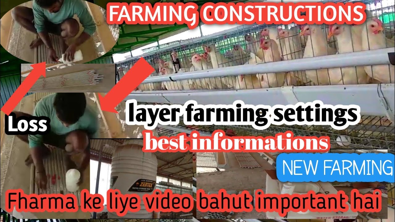 How to make a Layer farm |start layer farming simulator|Cage Nipul ...