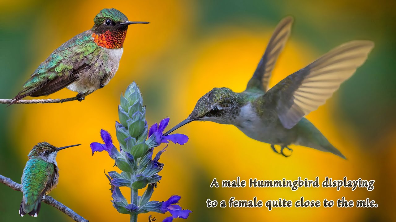 Ruby-throated Hummingbird Display Flight 05 21 23 - YouTube