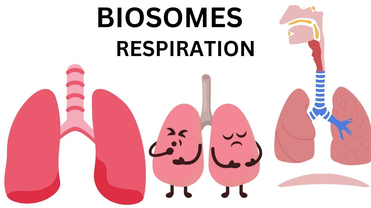 Respiration definition, meaning . breathing/breath in and breath out ...