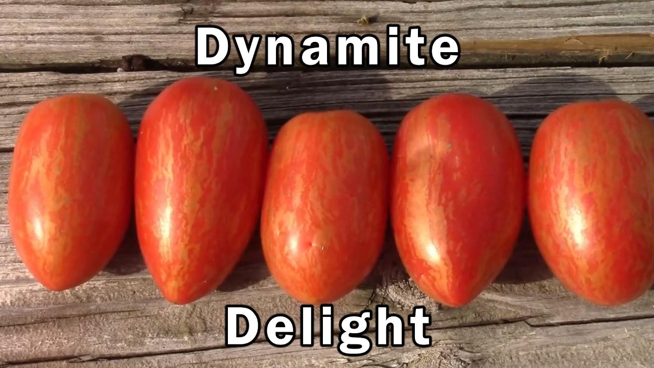 Dynamite Delight Tomato Taste Test and Review. - YouTube