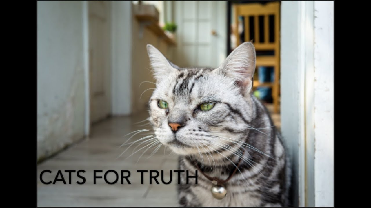 Cats for Truth | The Warnings - YouTube