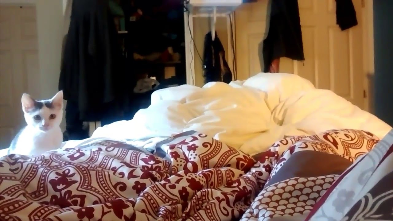 Killer Kitty. - YouTube