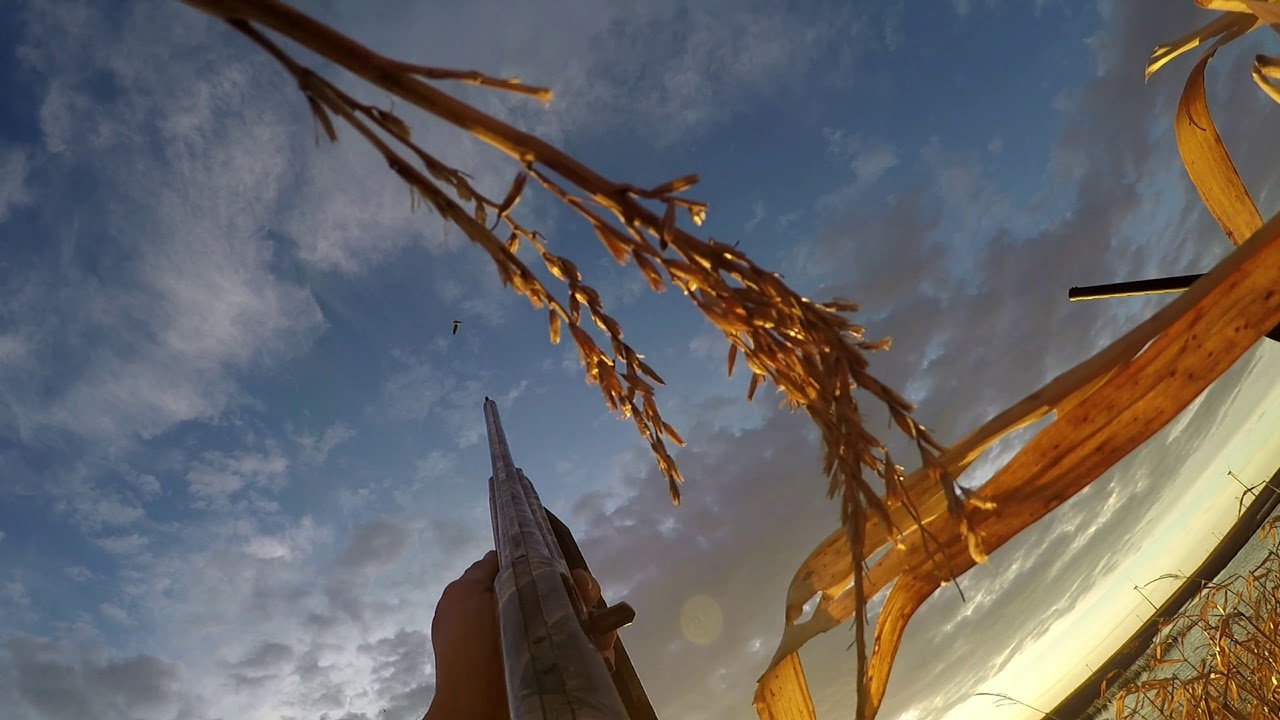 Duck Hunting Flooded Corn Field, 4 Man Limit!!! - YouTube