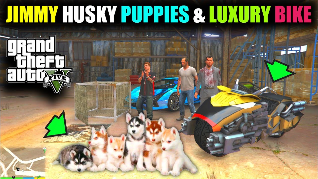 Gta 5 : JIMMY HUSKY PUPPIES CUTE DOG And LUXURY BIKE GTA V GAMEPLAY ...