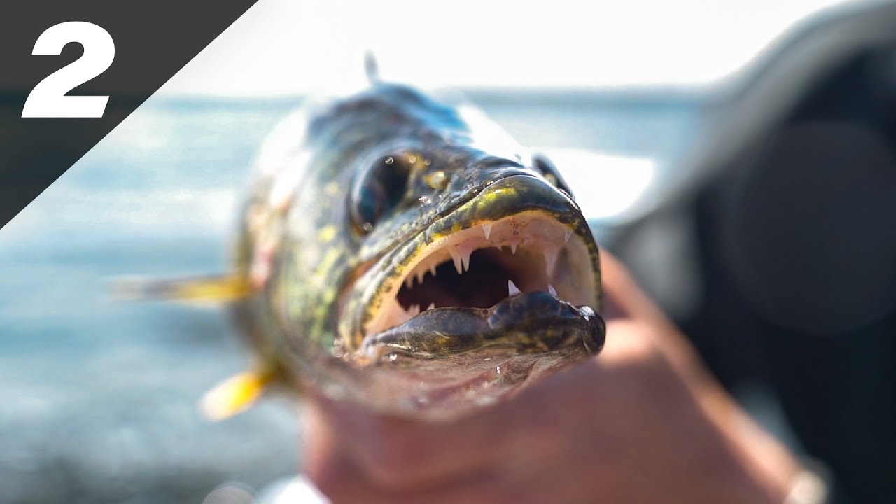 Ultra Light Fishing For BEHEMOTH Fish (Big Lake Bassin) - YouTube