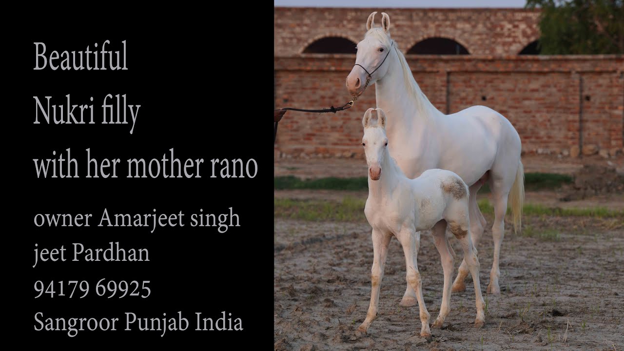 Beautiful Nukra horses proud of Indian Horse world - YouTube