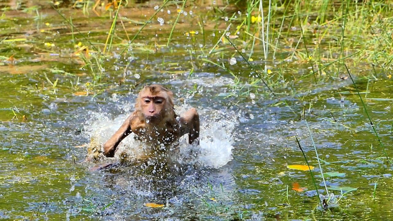 A Group of monkey swimming well in deep water monkey swimming and very ...