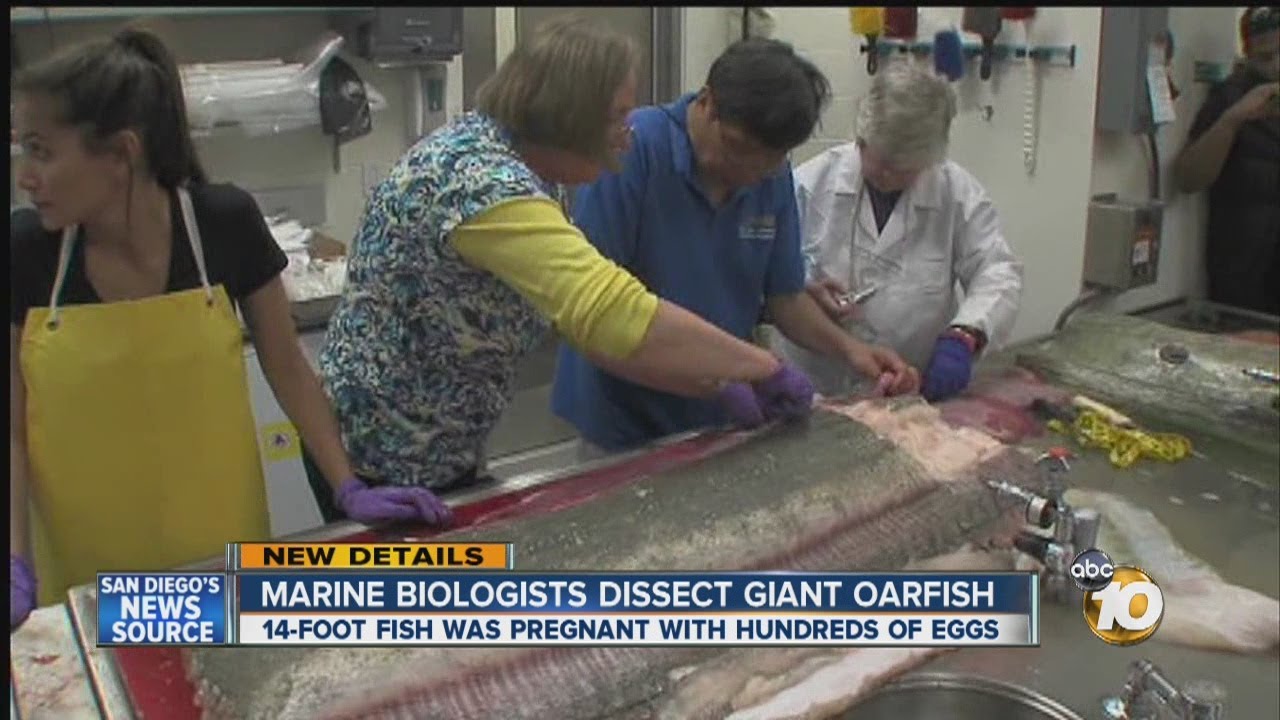 Marine biologists perform dissection on oarfish that washed ashore in ...