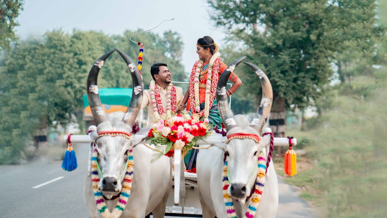 Bullock Cart Wedding : MOHAN + INDHU Wedding Ceremony//NANDHU PHOTOS ...