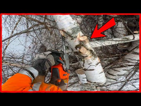 Felling a Birch Through a Fence – Precision Tree Work! - YouTube
