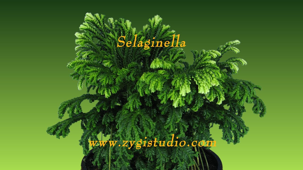 Time-lapse of Growing Selaginella Plant. - YouTube