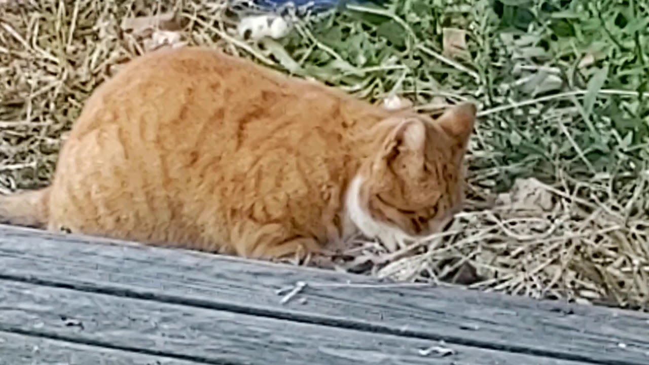 Red the cat - YouTube