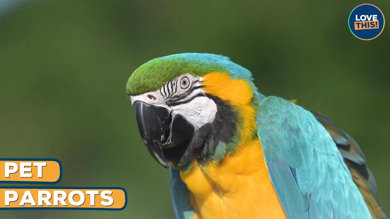 "Our giant parrots are messy pets but we love them - we take them for ...