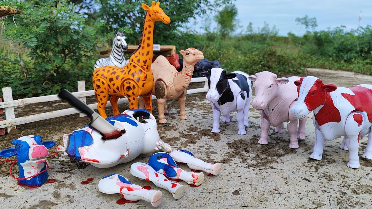 WADIDAU PROSES POTONG SAPI ‼️ SIMULASI POTONG SAPI, JERAPAH, DAN ZEBRA ...
