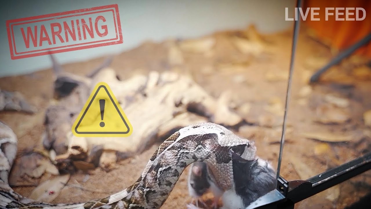 Live Feeding Compilation : *WARNING* LIVE FEED | VIPERS - YouTube